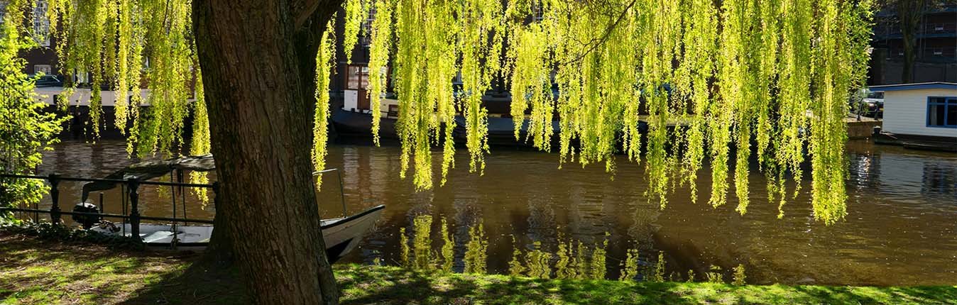 Engelse Les Amstelveen – The English Center